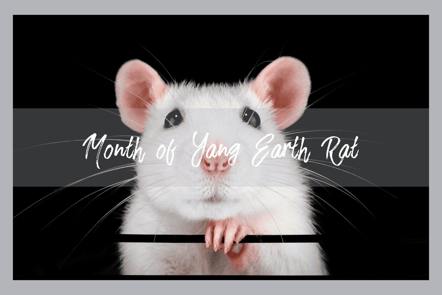 Month of the Rat 2025 – Feng Shui Time Dynamics for December and the ...
